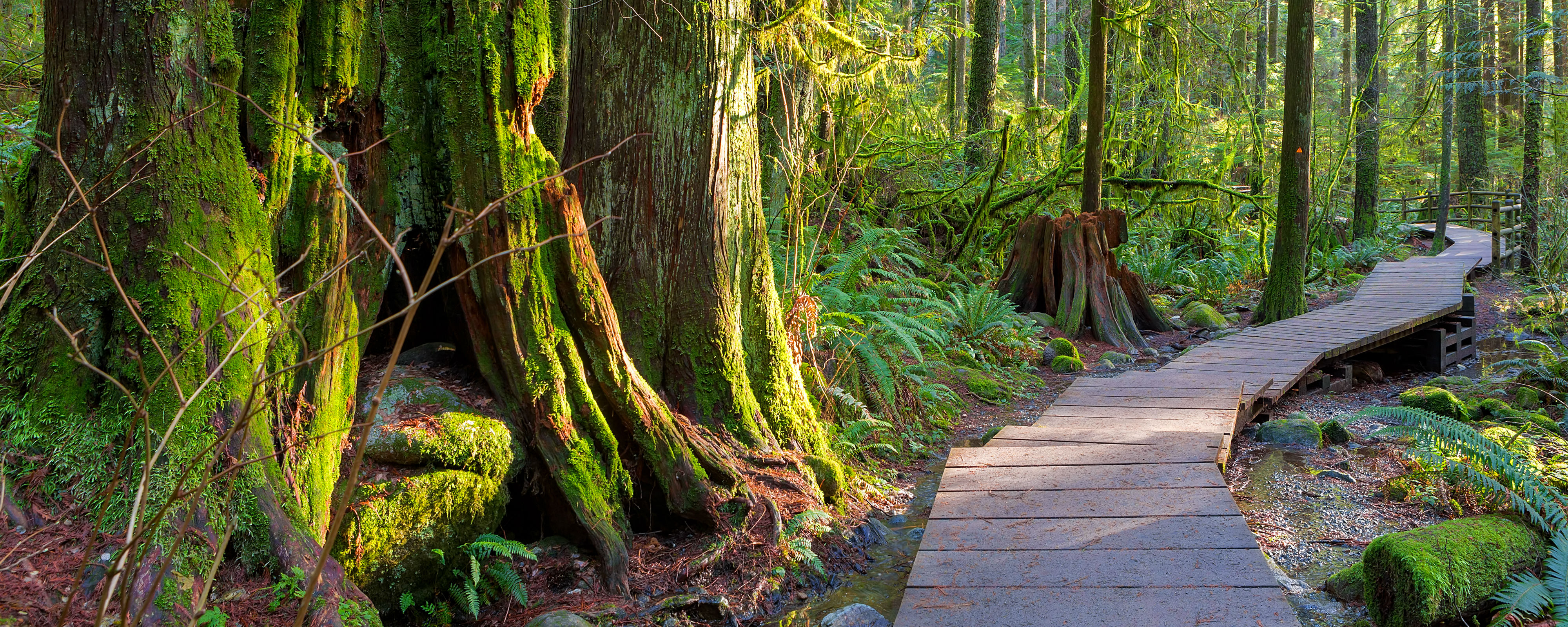 Where to go trail running in Vancouver (without a car) | MEC Blog | MEC