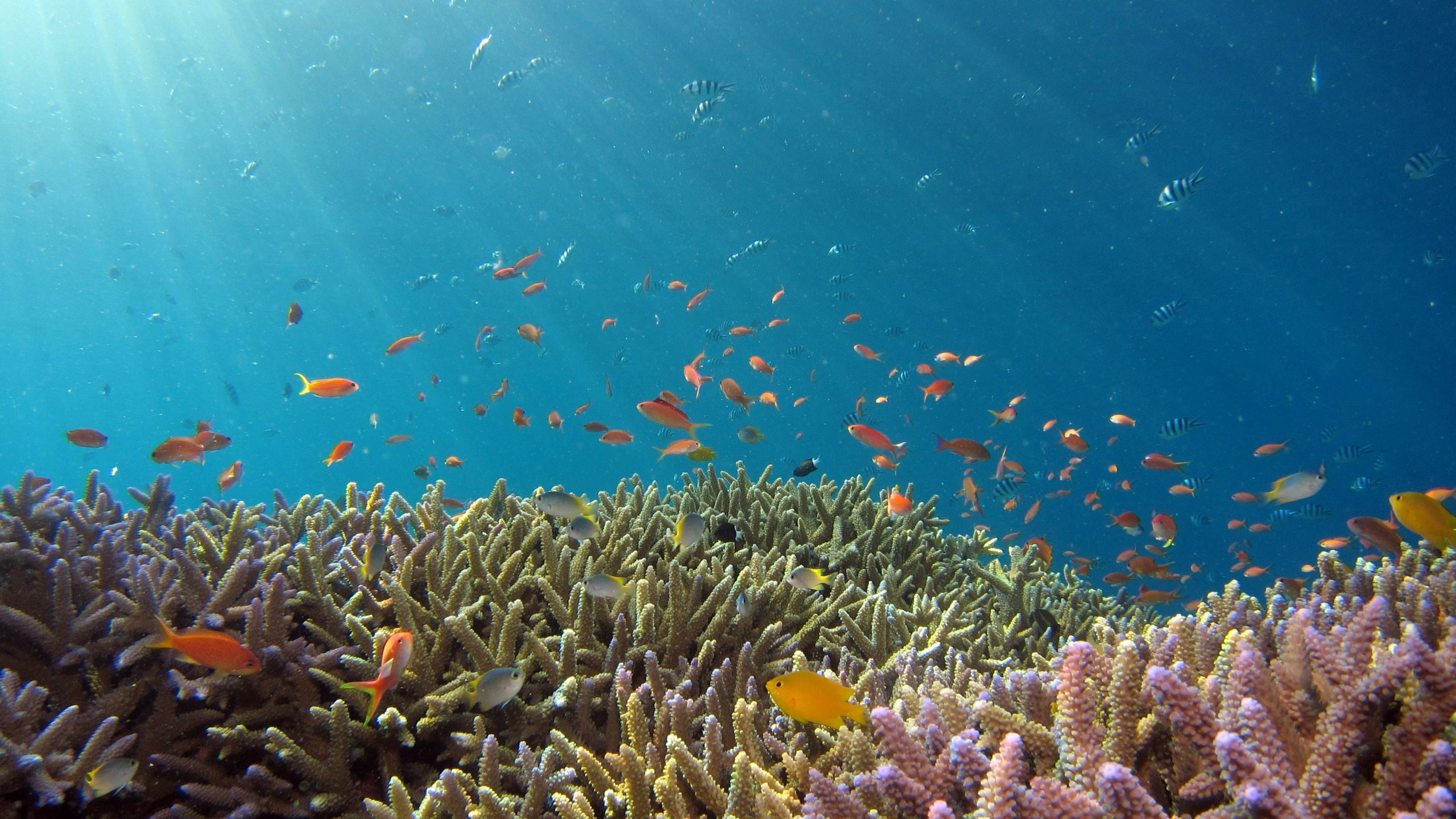 La vie aquatique : quatorzième ODD de l'ONU