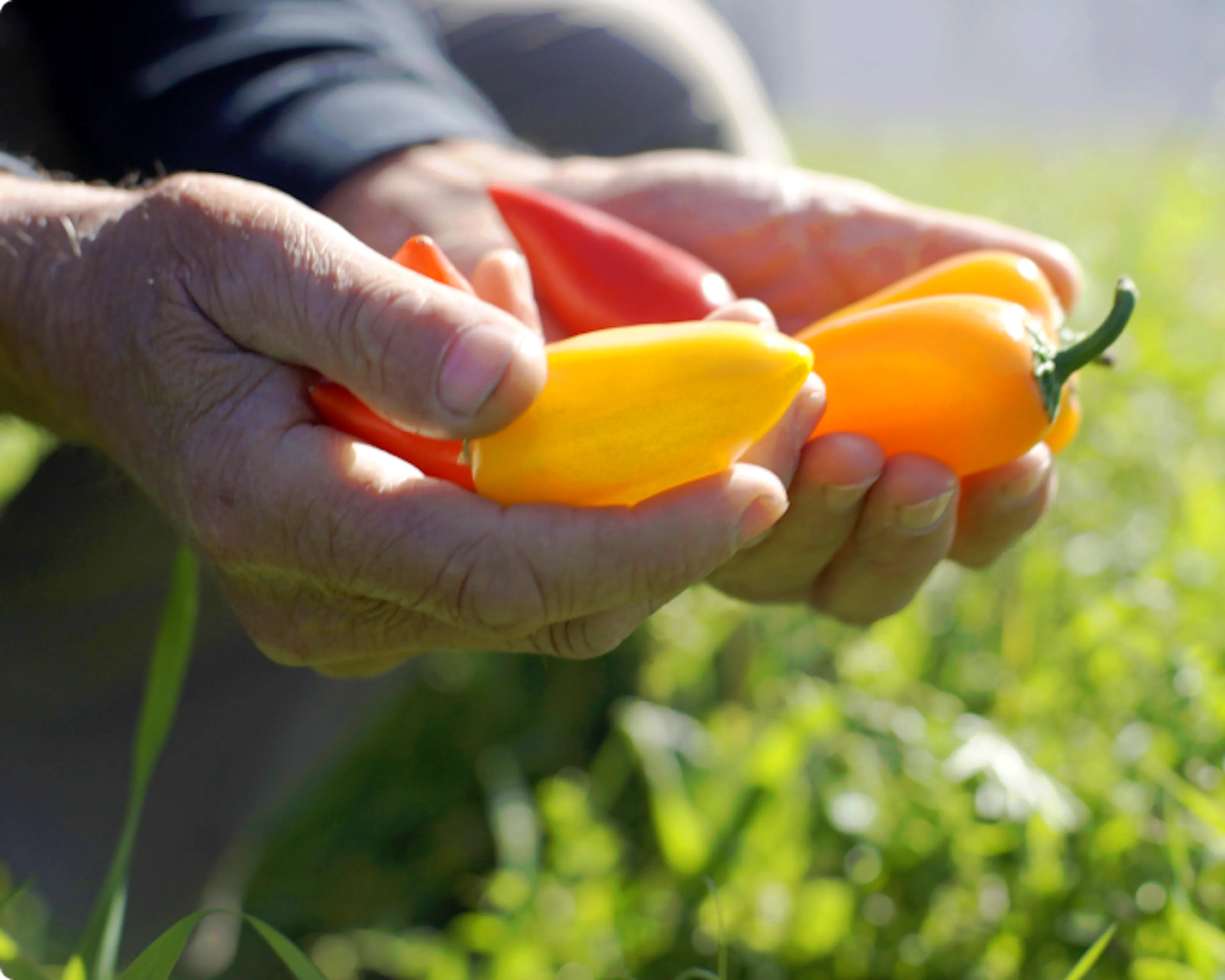 Grocery Delivery for Organic Food, Fresh Produce & More