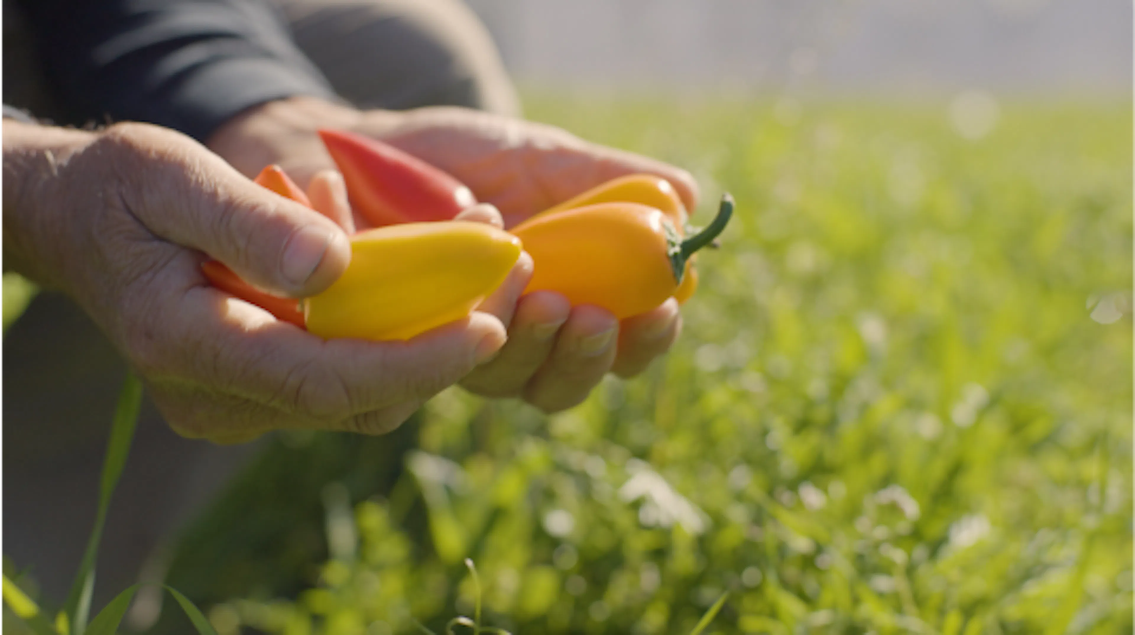 Grocery Delivery for Organic Food, Fresh Produce & More