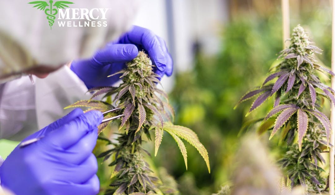 Cannabis Classification: The Ultimate Guide to Sativa vs. Indica Strains