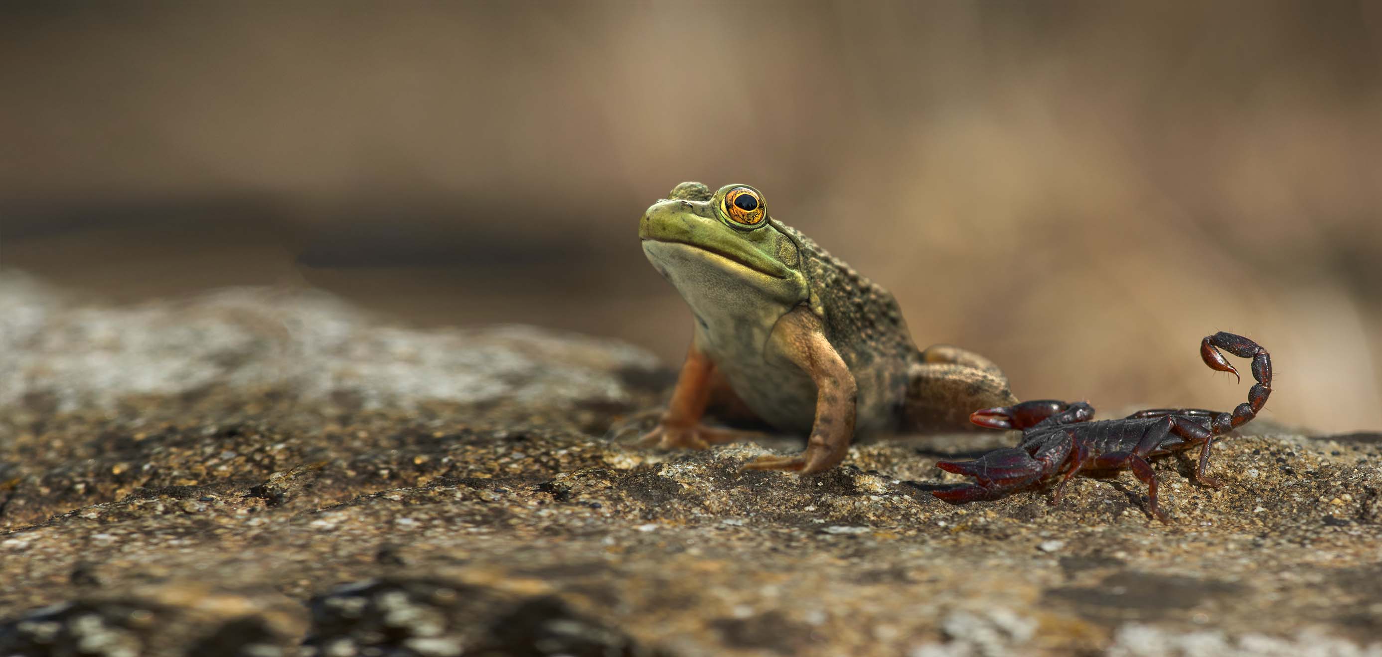 Why We Engage in the Culture Wars | Articles | AskDrBrown | Together on ...