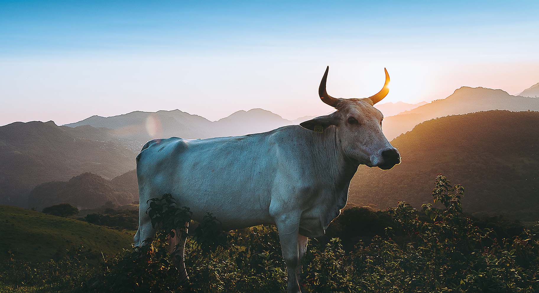 A Hebrew Insight that Breaks the Yoke | Article | AskDrBrown | Together ...