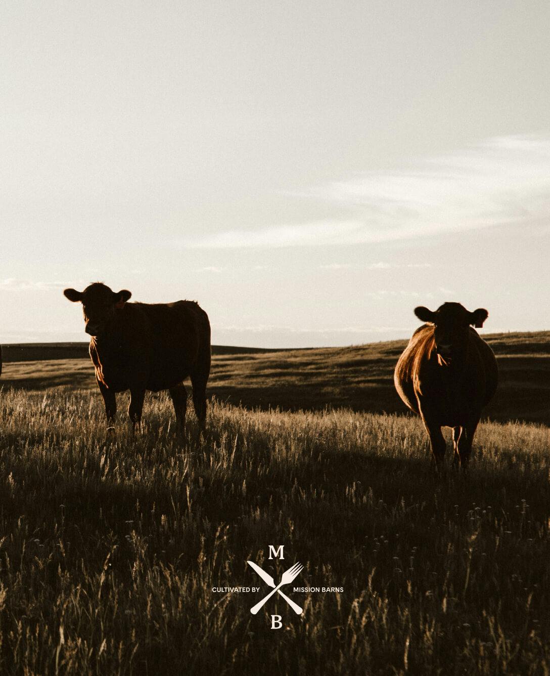 Mission Barns ‣ Cultivated Meat | Website and Branding | monopo london