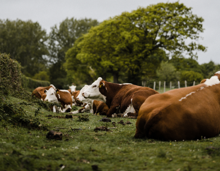 Mootral | Dairy and beef processors