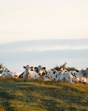 Mootral | Knowledge Hub