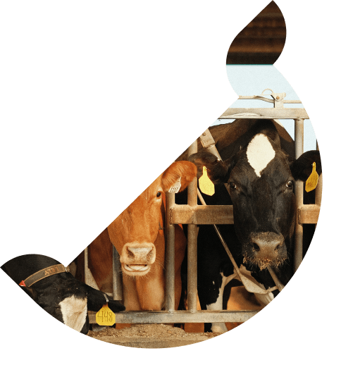 Mootral | CowCredits