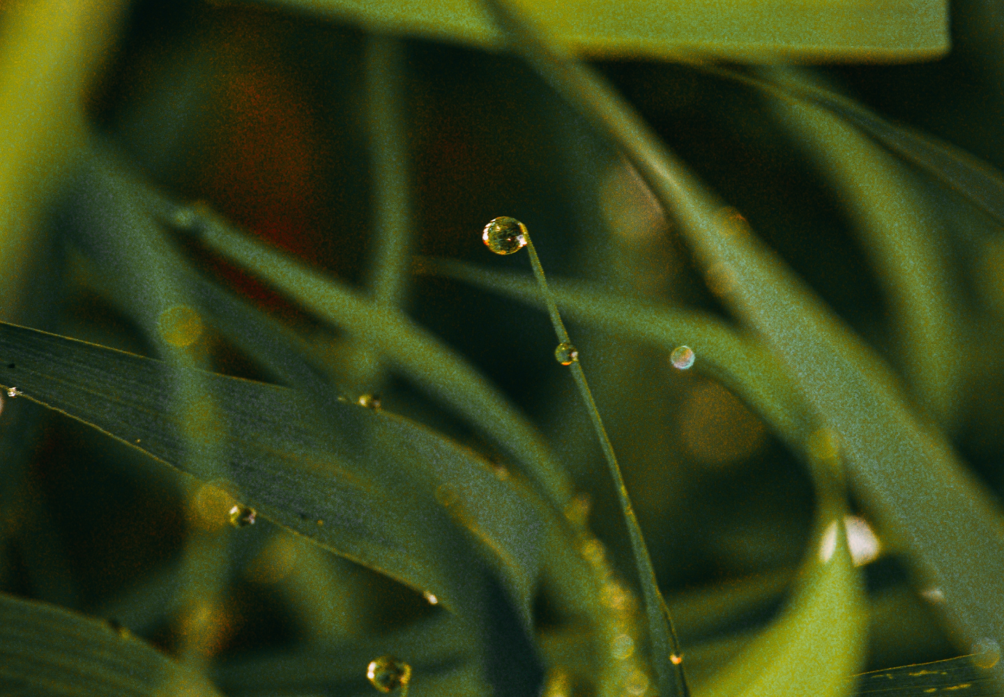 Mootral | CowCredits