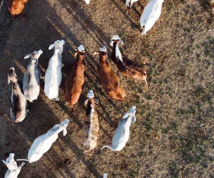 Mootral | Enterix™