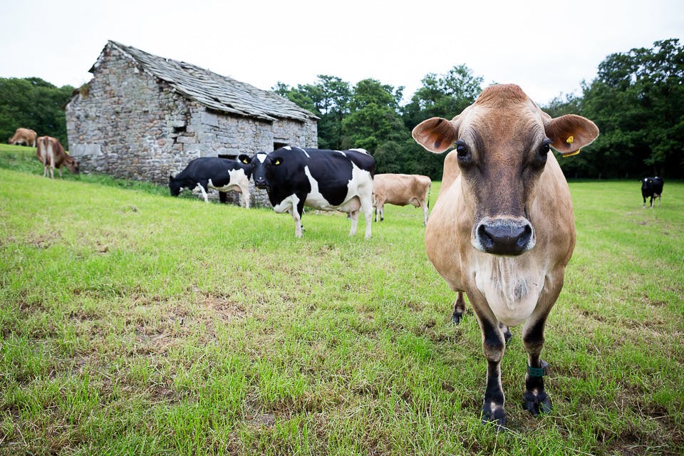 Mootral | Mootral introduces new methane reduction technology