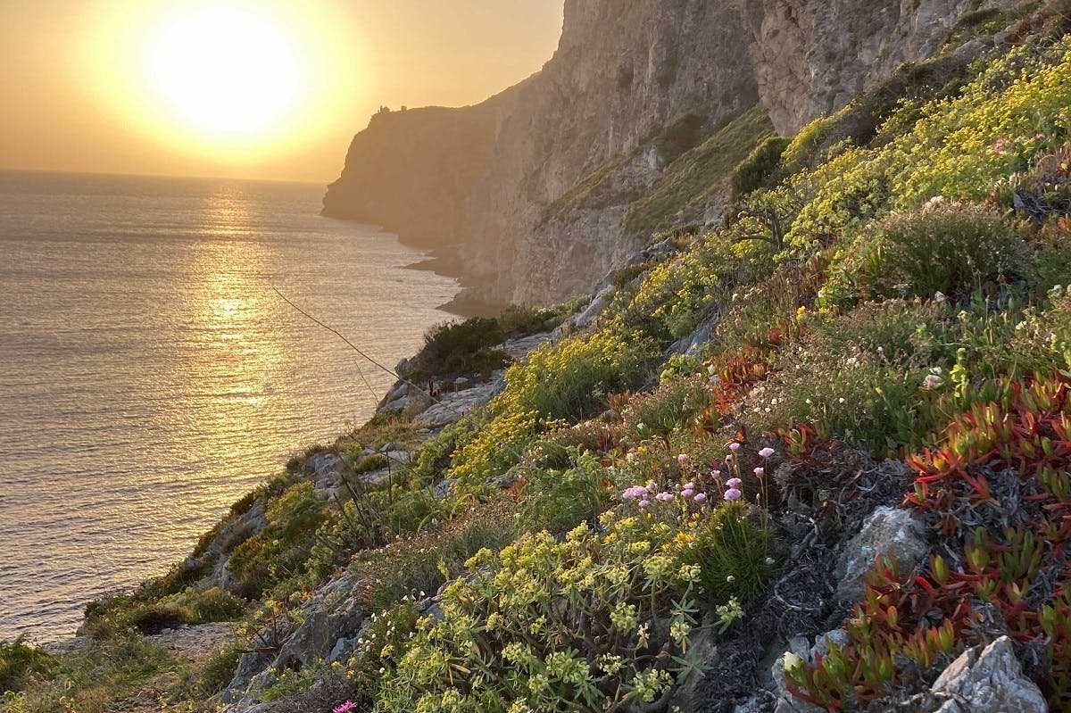 Saving Rare Sea Cliff Plants