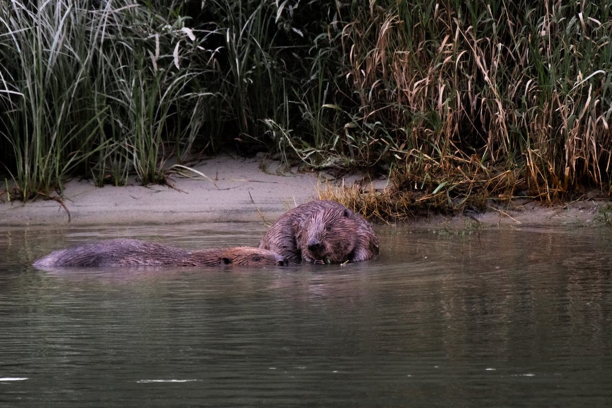 Rewilding Methodology