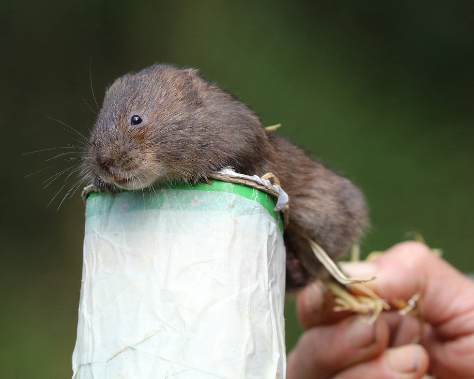 Water Vole Reintroductions
