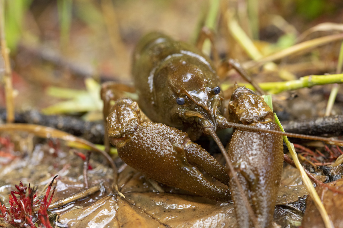 Reintroducing the Endangered White-Clawed Crayfish