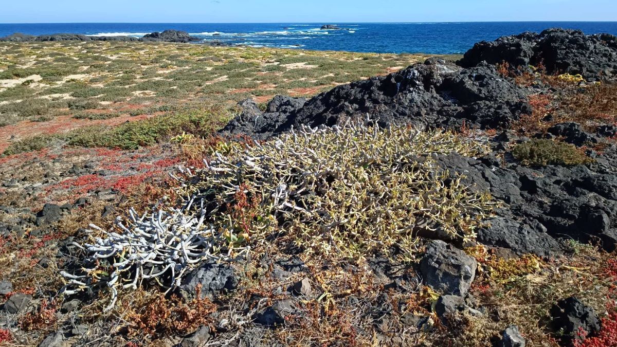 Saving Endemic Island Plants and Beetles