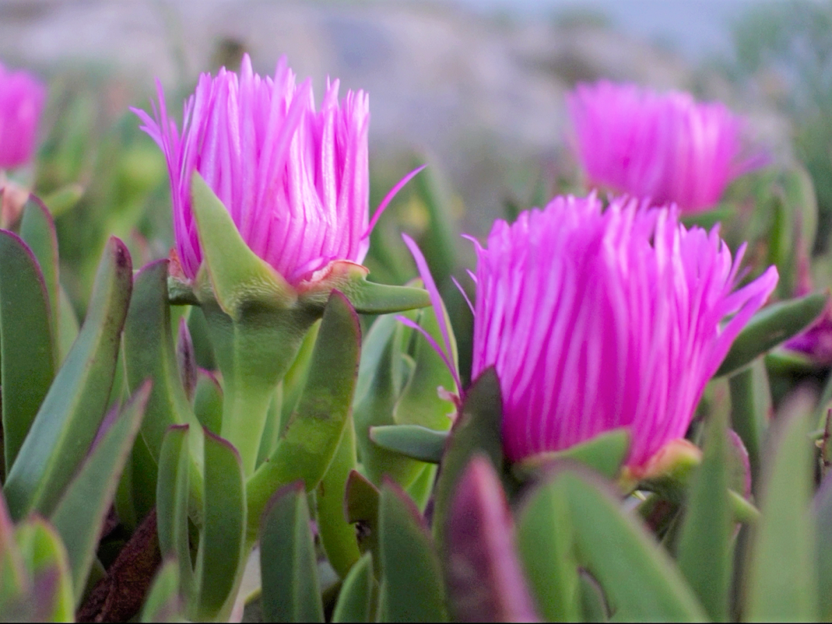 Saving Rare Sea Cliff Plants
