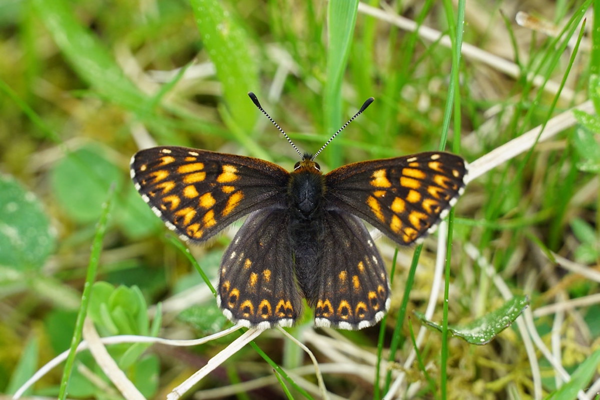 Restoring Rare Butterfly Habitats