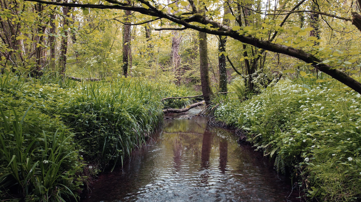 Restoring Fish Spawning Tributaries and Riparian Habitat