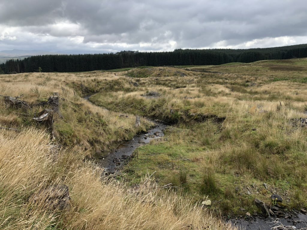 Riparian Restoration at Glassie Farm