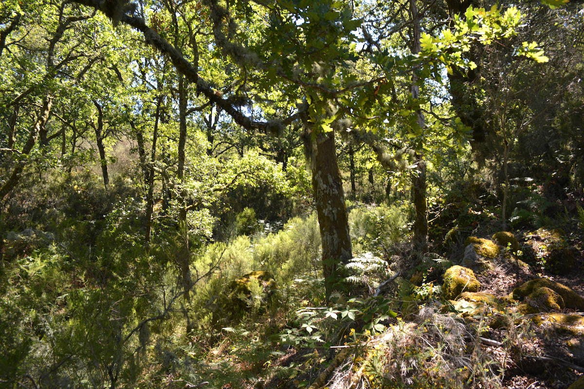 Oak Woodland Restoration