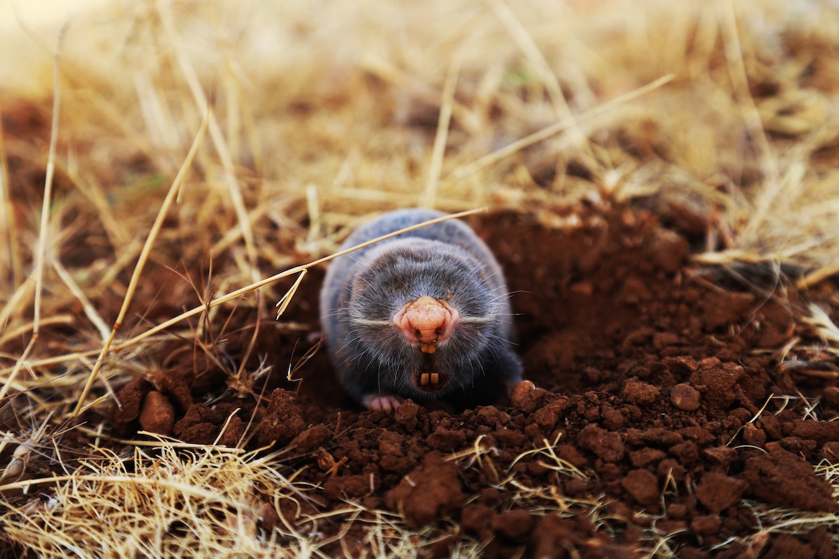 Safeguarding the Lesser Blind Mole Rat