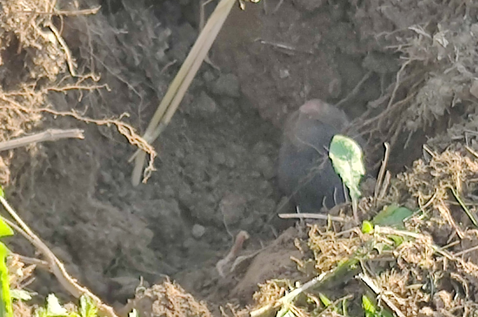 Safeguarding the Lesser Blind Mole Rat