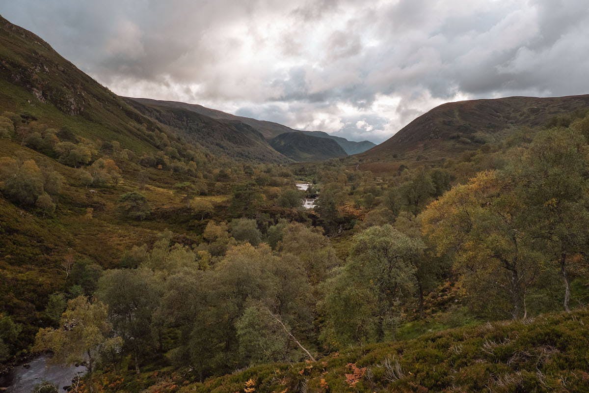Reforesting Scotland