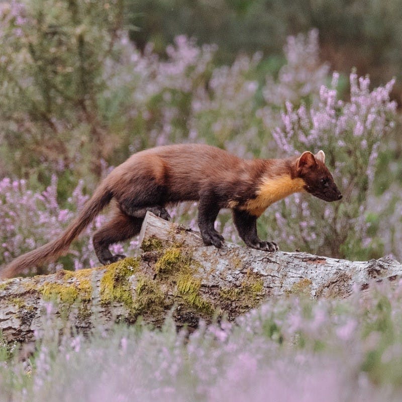 Camera Trap Monitoring Pine Martens & Mountain Hares