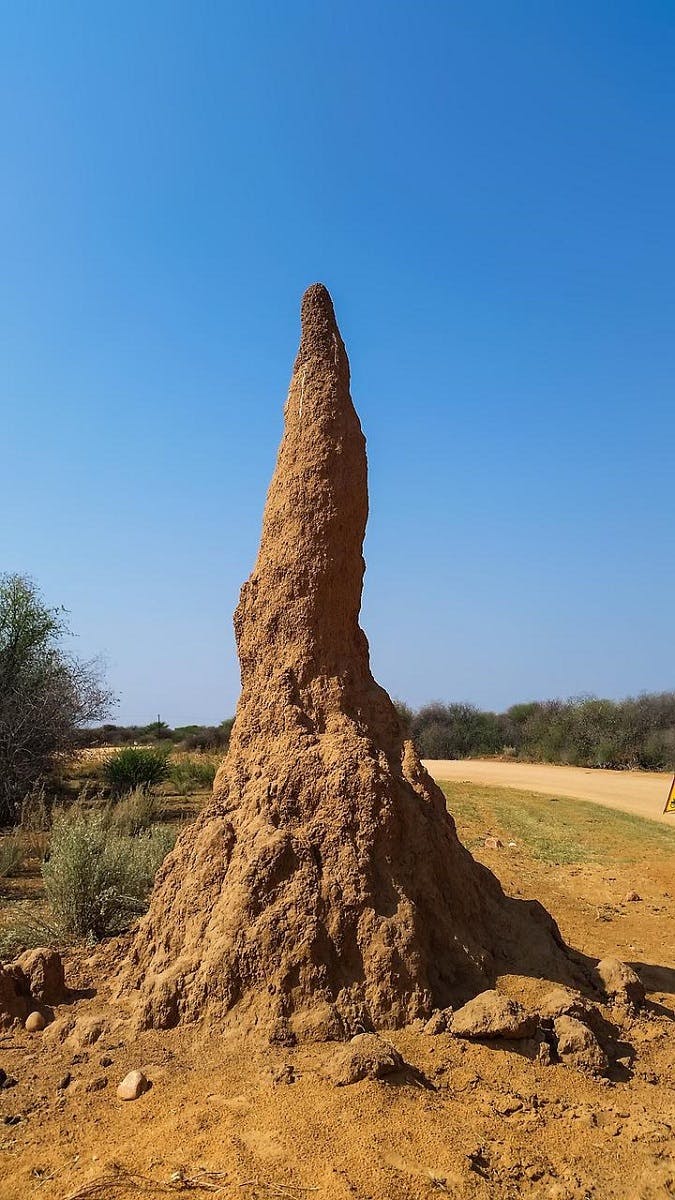 Termite Mound Restoration