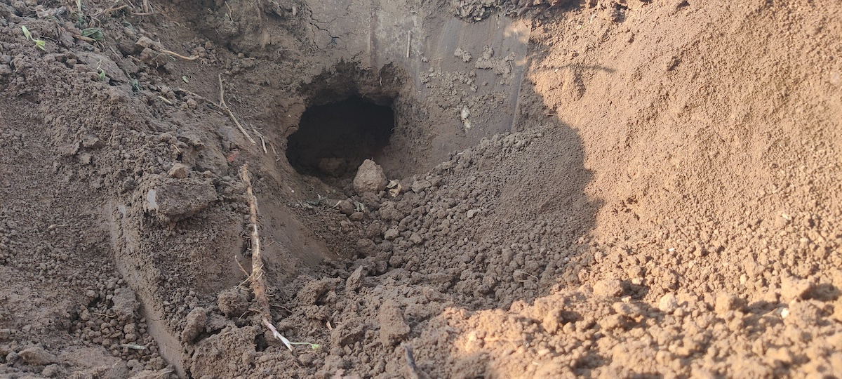 Safeguarding the Lesser Blind Mole Rat