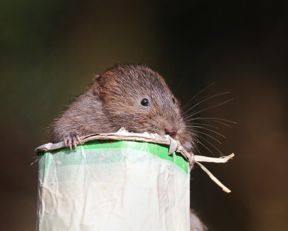 Water Vole Reintroductions in the UK