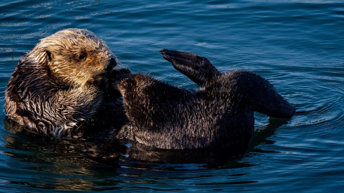 Monitoring California’s Sea Otter Populations