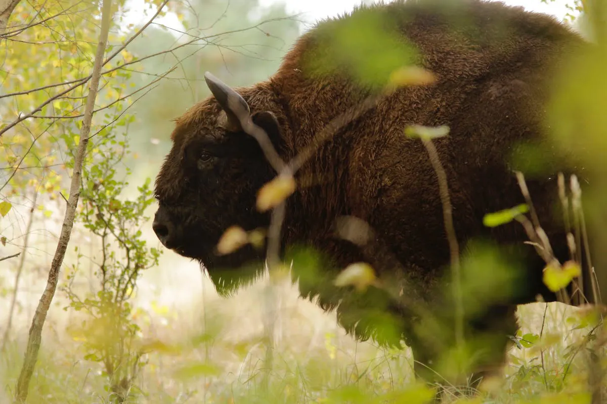 The Return of European Bison