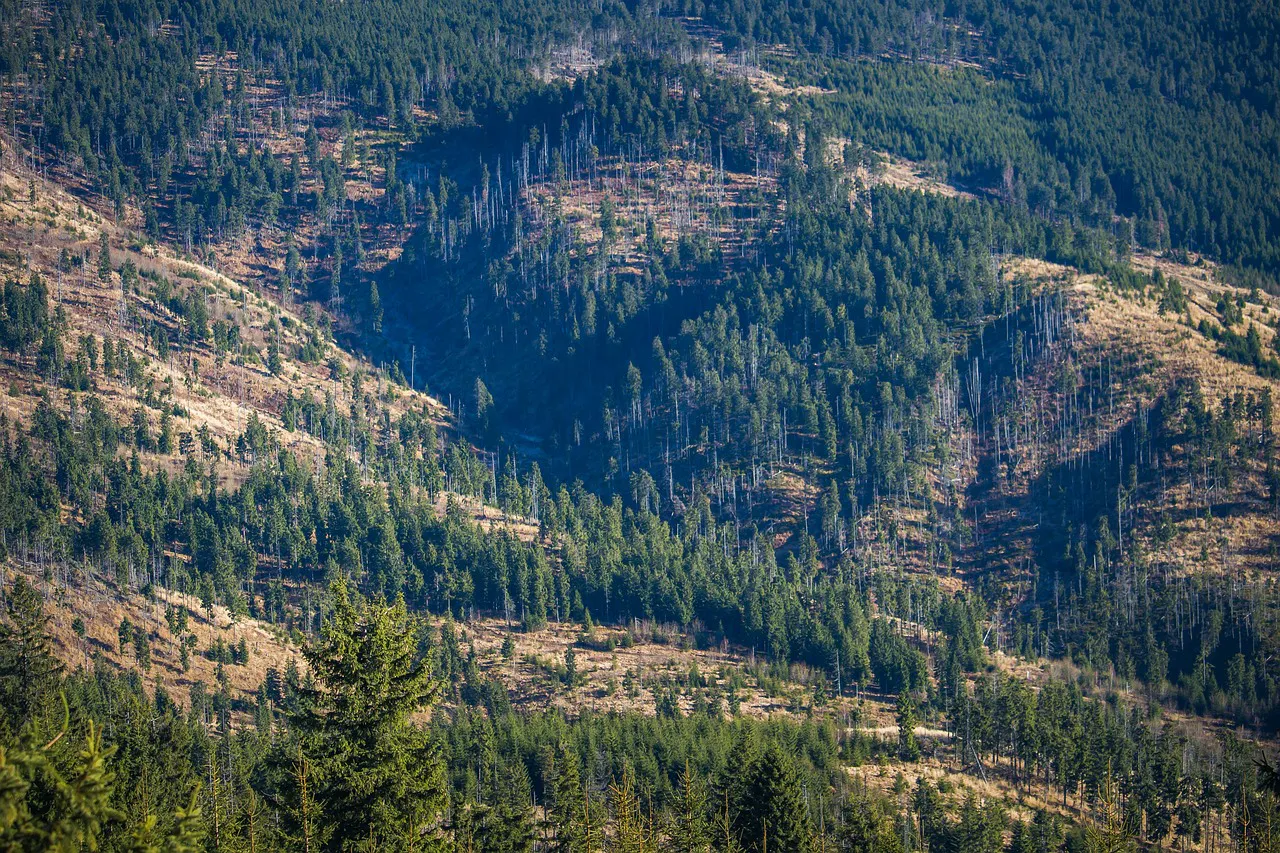 Are tree planting initiatives really helping the planet?