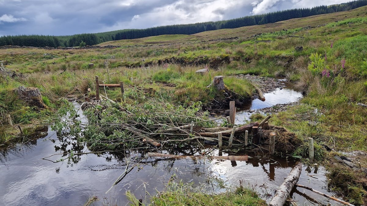 New fake beaver dams rebuilt