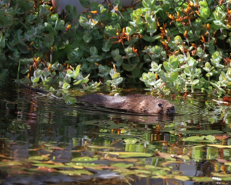 Water Vole Reintroductions