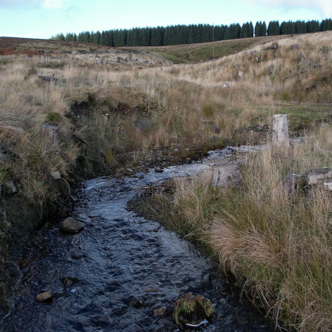 Riparian Restoration at Glassie Farm