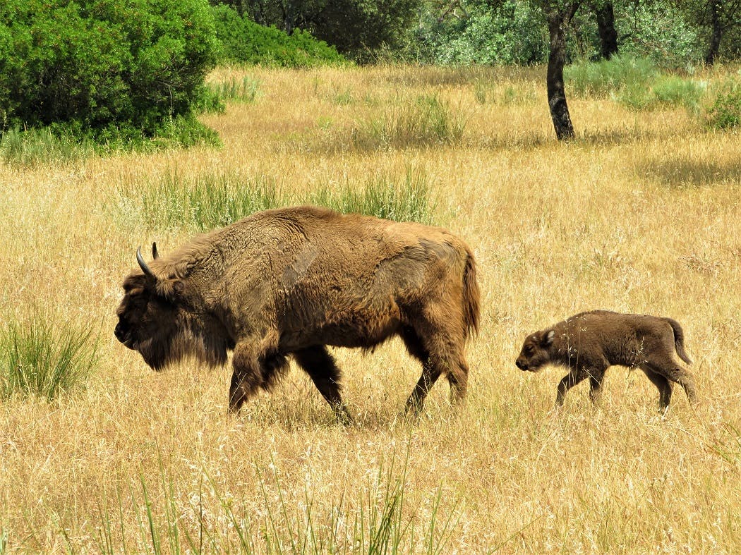 European Bison Vs American Bison