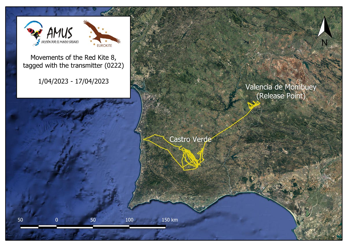 Red Kites Reintroductions in the Iberian Peninsula