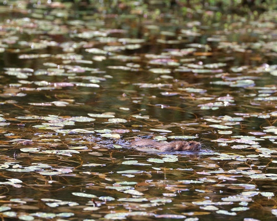 Water Vole Reintroductions in the UK