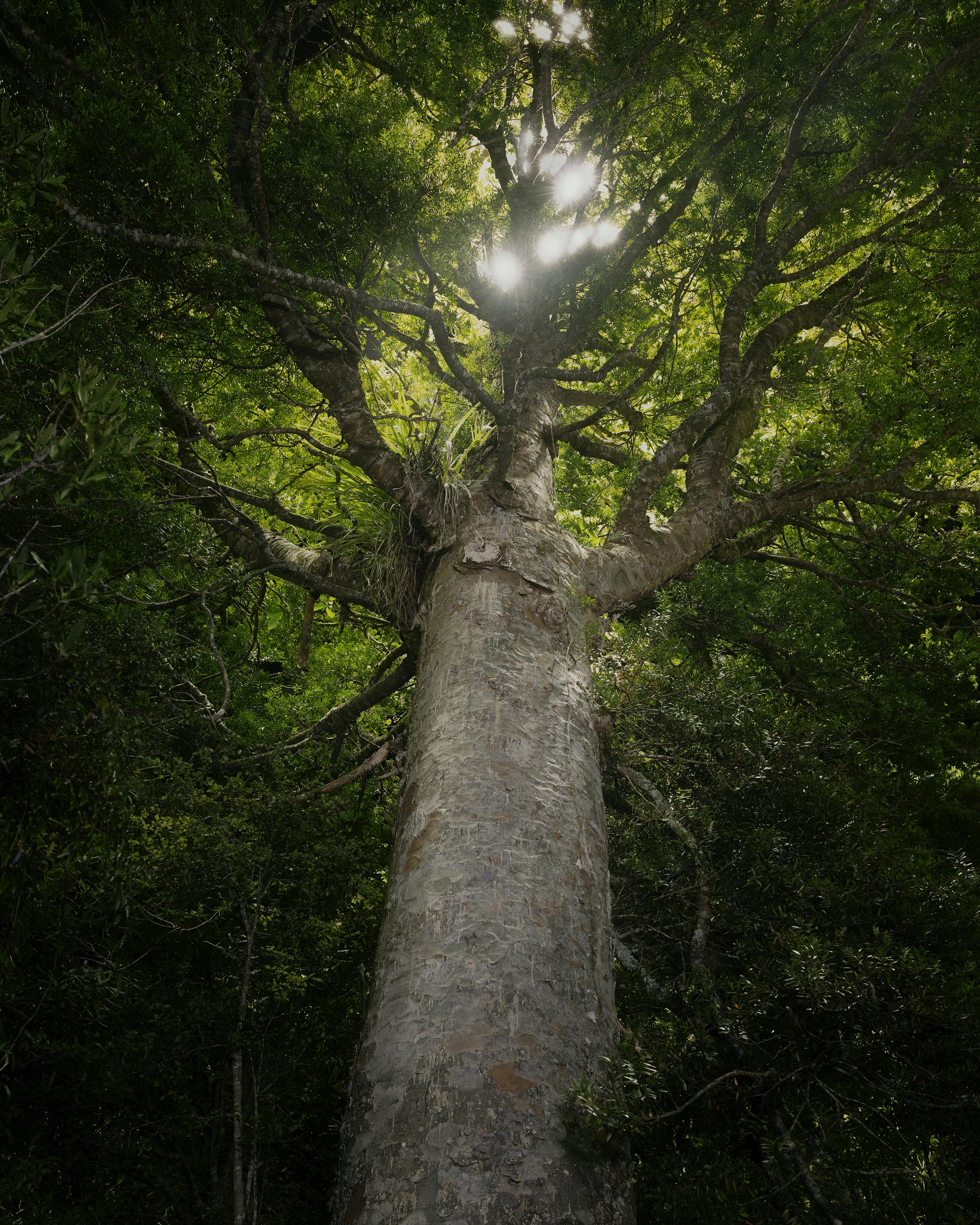 Motion Sickness — Give Kauri Space To Grow