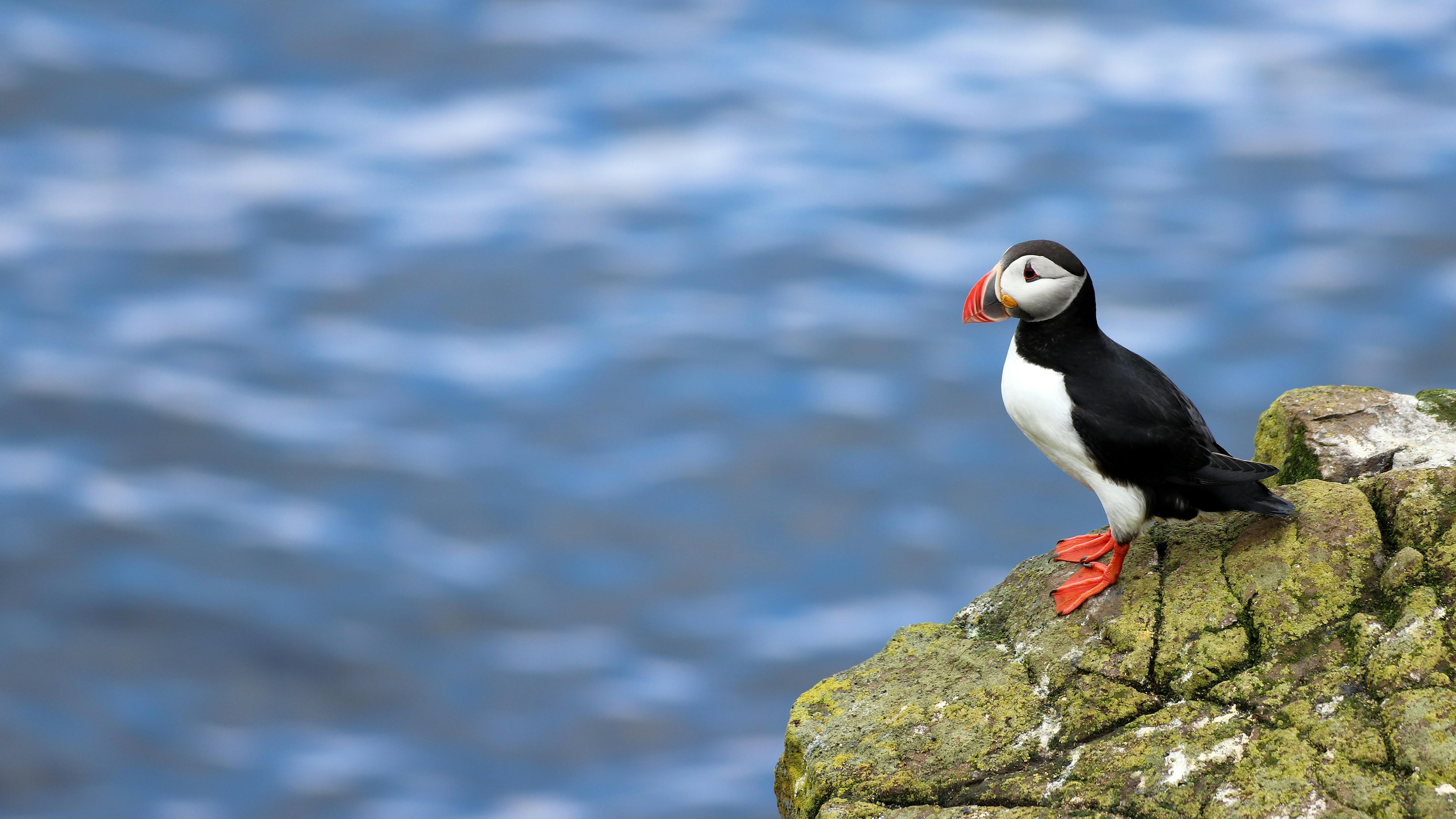 Where to See Puffins in Iceland by Car