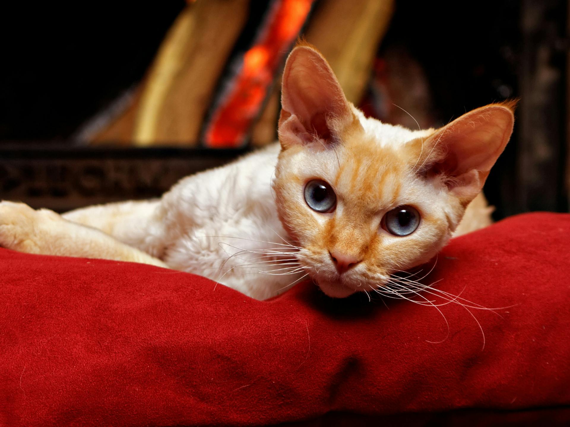 Devon Rex : guide complet sur le caractère, la santé et l'entretien