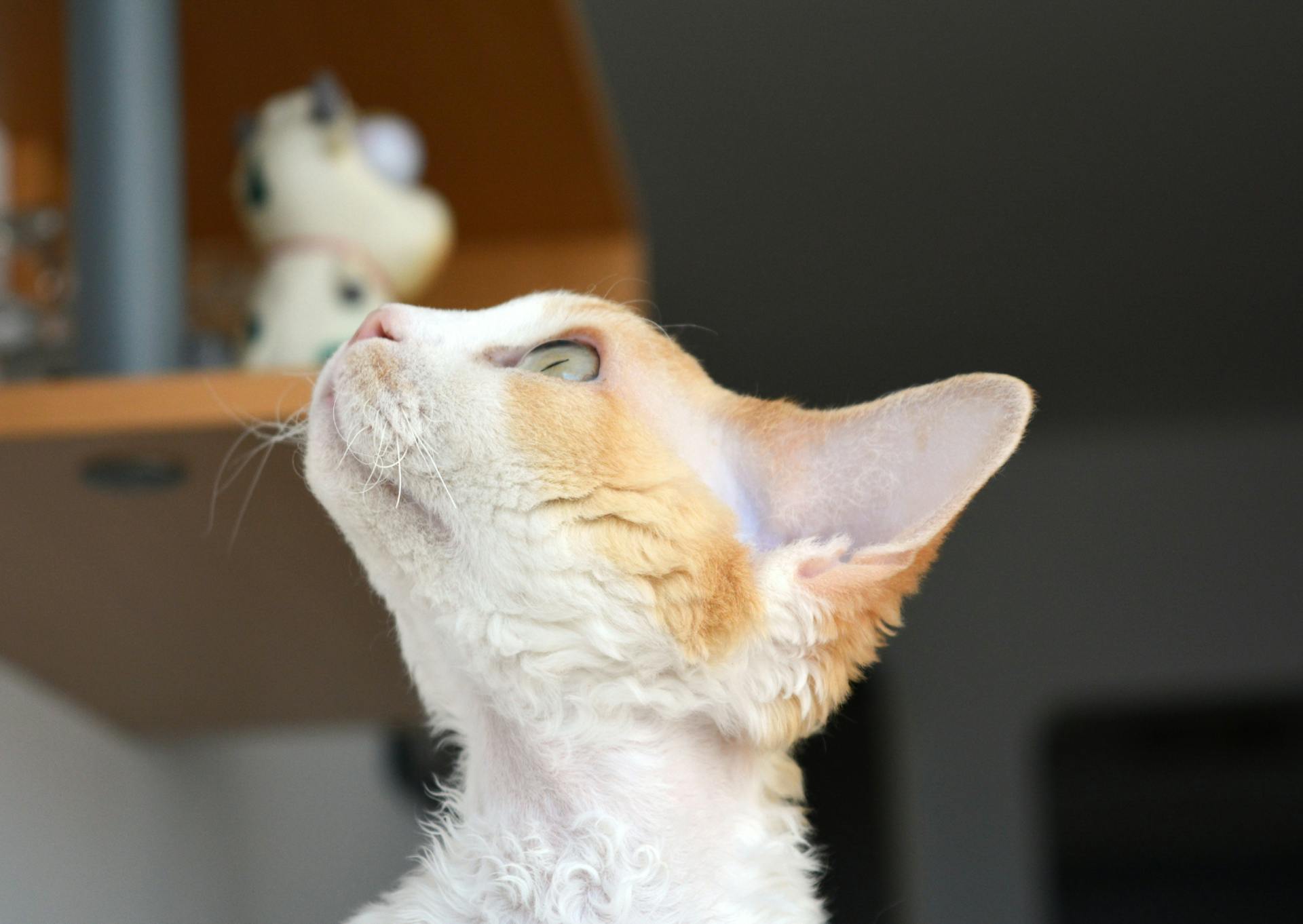 Devon Rex : guide complet sur le caractère, la santé et l'entretien