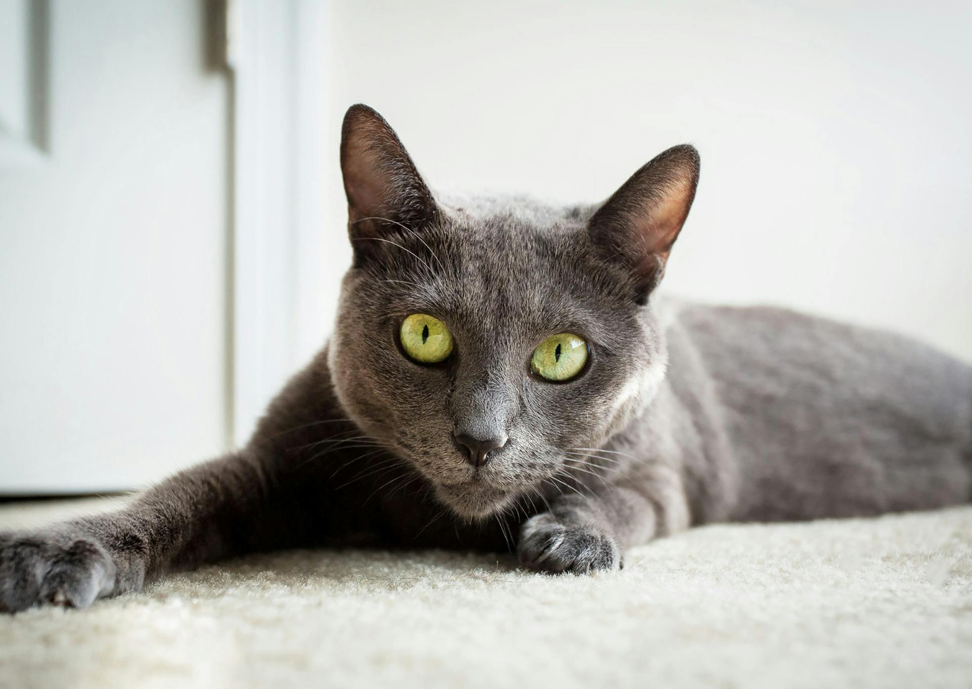 Bleu Russe : Guide complet sur son caractère et ses besoins essentiels