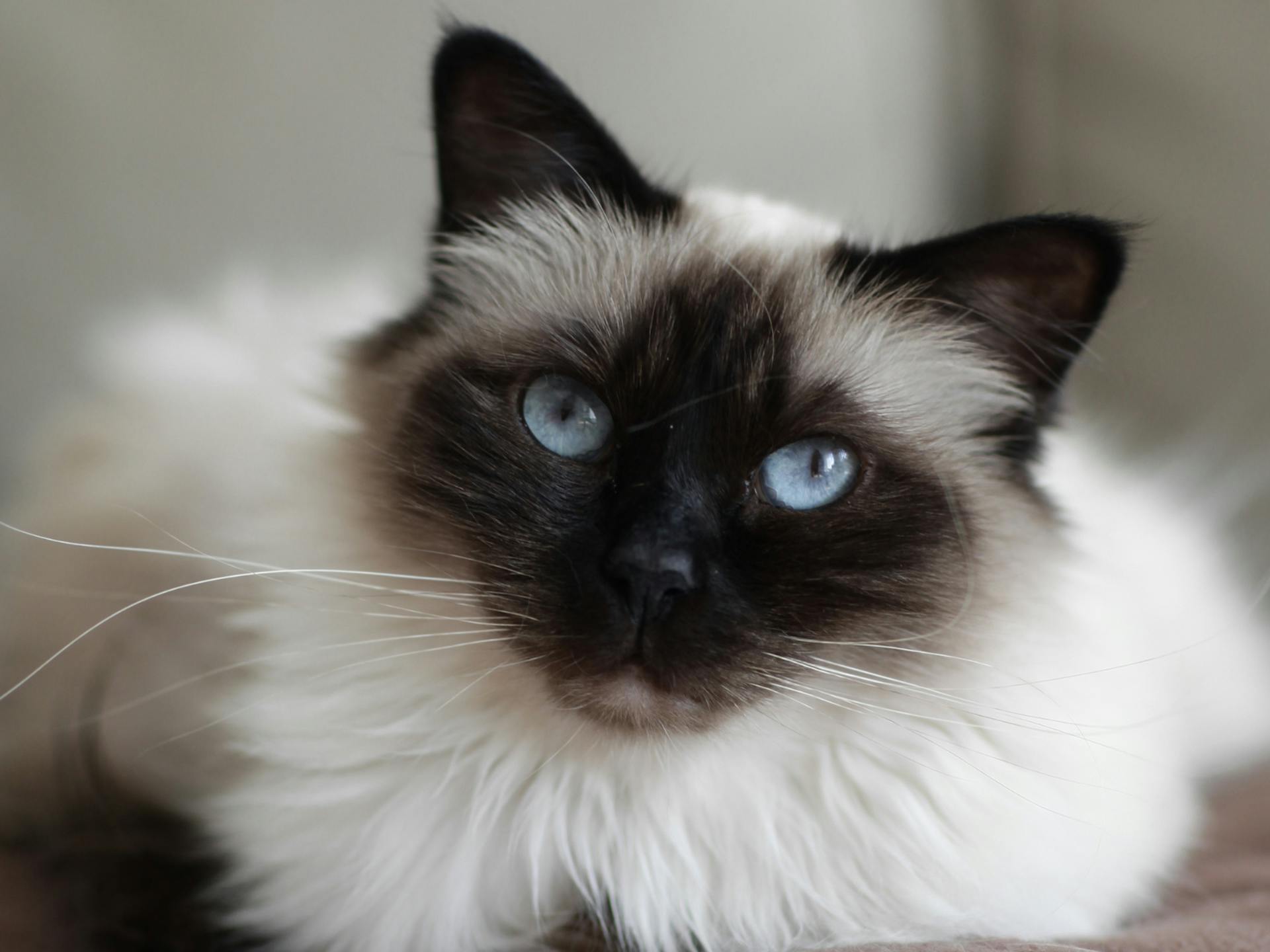 Sacré de Birmanie : Tout savoir sur cette race de chat