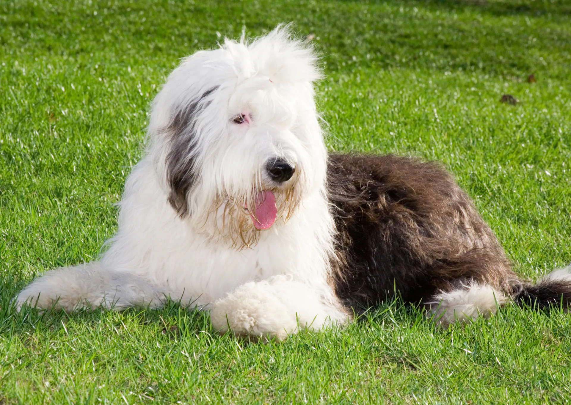 Bobtail : Tout savoir sur cette race de chien