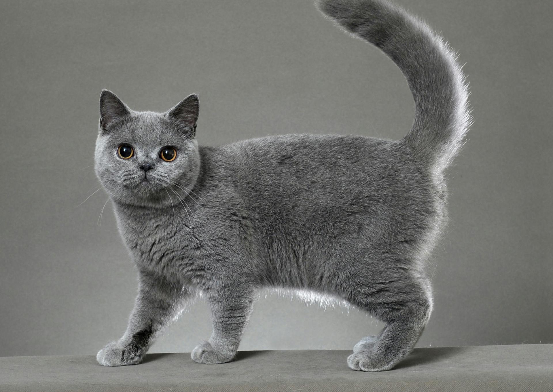 British Shorthair : Tout savoir sur cette race de chat