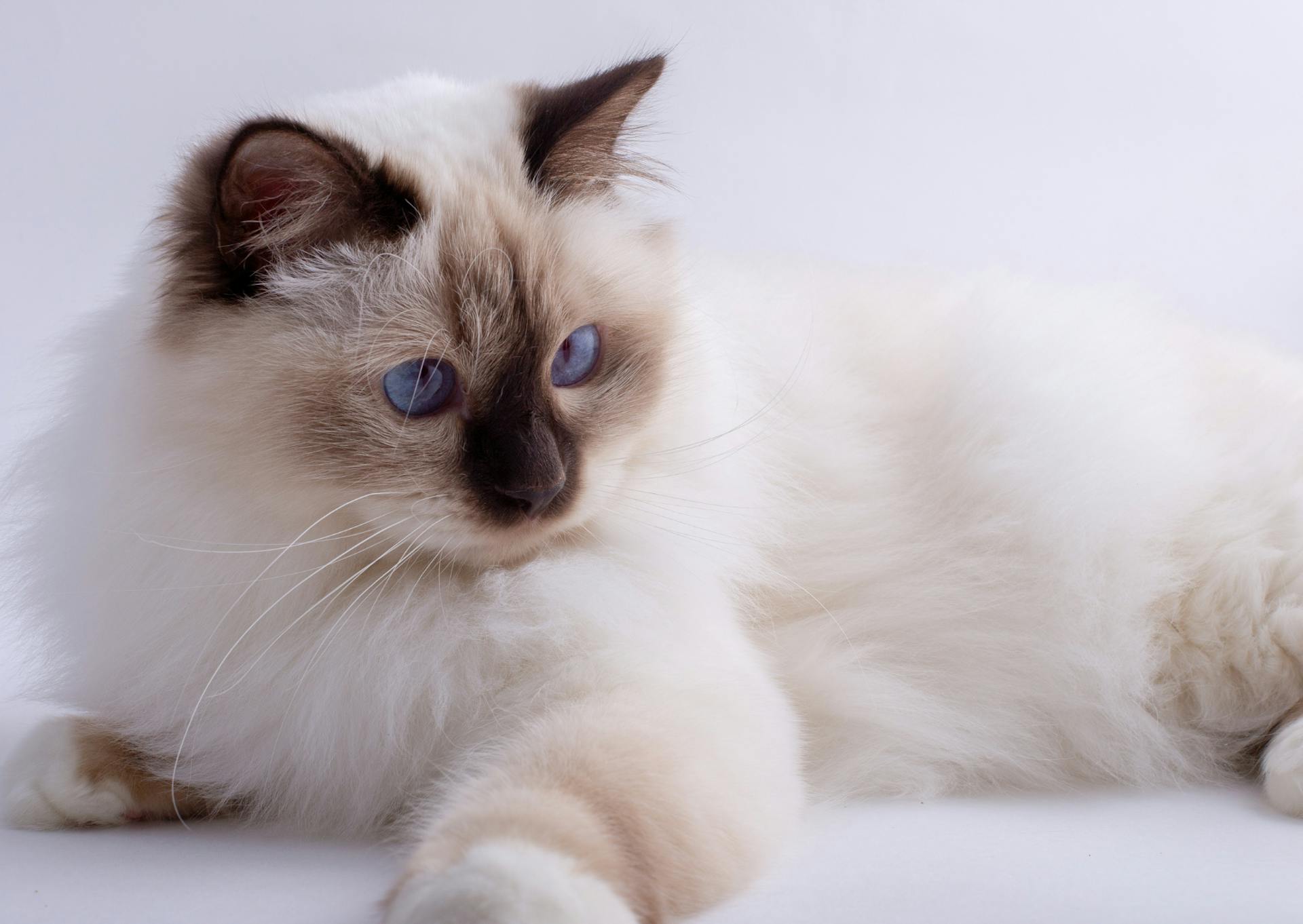 Sacré de Birmanie : Tout savoir sur cette race de chat