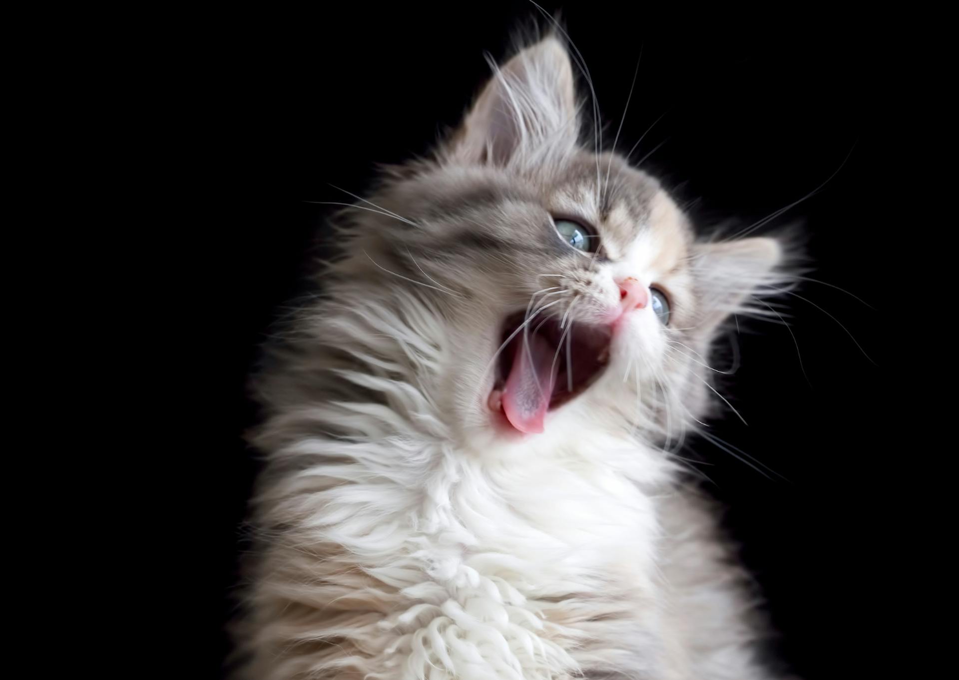 Ragdoll : Tout savoir sur cette race de chat